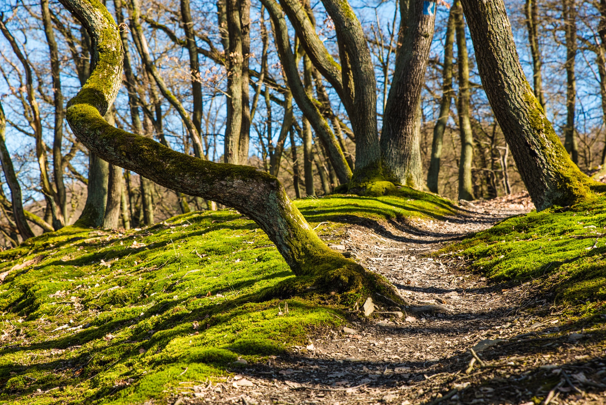 Time to Unwind! This Is How to Build a Hiking Trail
