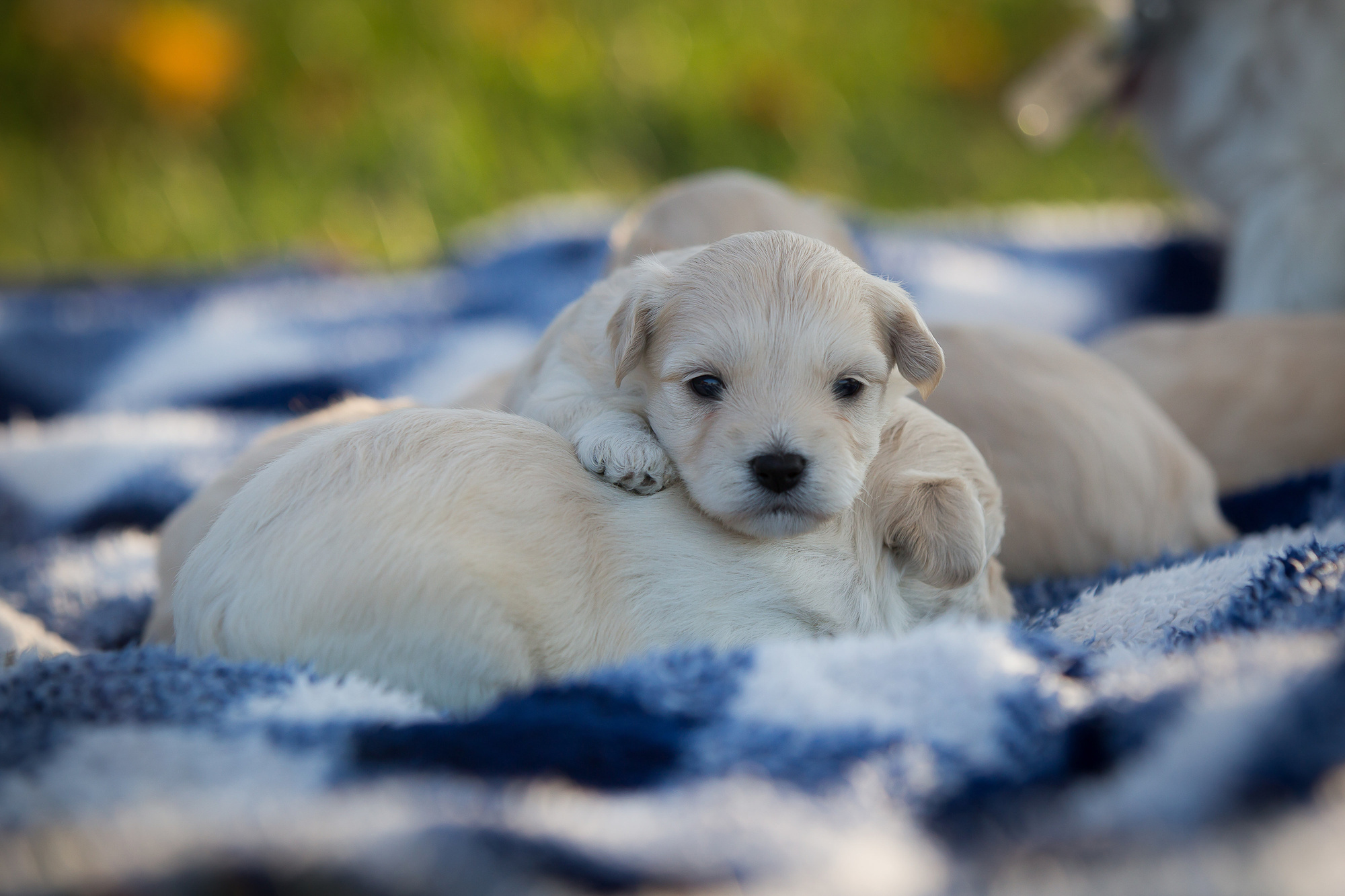 How To Care for a New Puppy: Tips Fur New Pet Parents