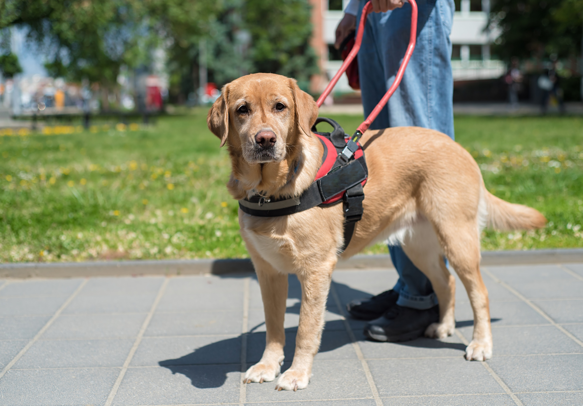 What Is a Service Dog Used For? Your Questions Answered