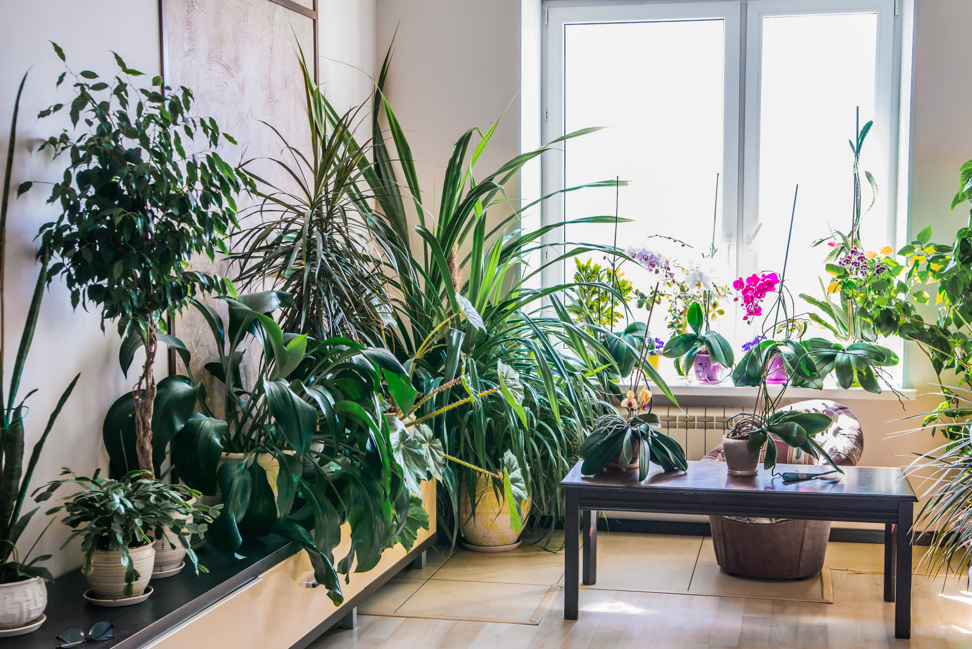 The Benefits of Having Real Plants at Home
