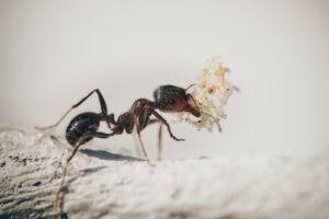 How to Handle an Ant Infestation in the Workplace